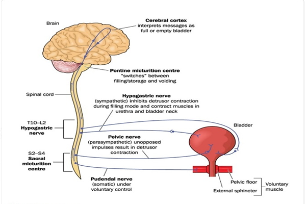 Neurogenic Bladder Treatment in Pune | Dr. Bhoopat Bhati | Urozoone ...